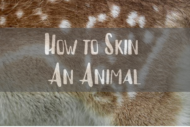 How to Skin an Animal With A Hunting Knife – Stag Knives